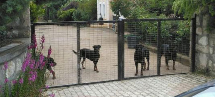 Ιδιοκτήτης ροτβάιλερ: Είμαι συντετριμμένος -Δεν ξέρω πώς άνοιξε η πόρτα ...