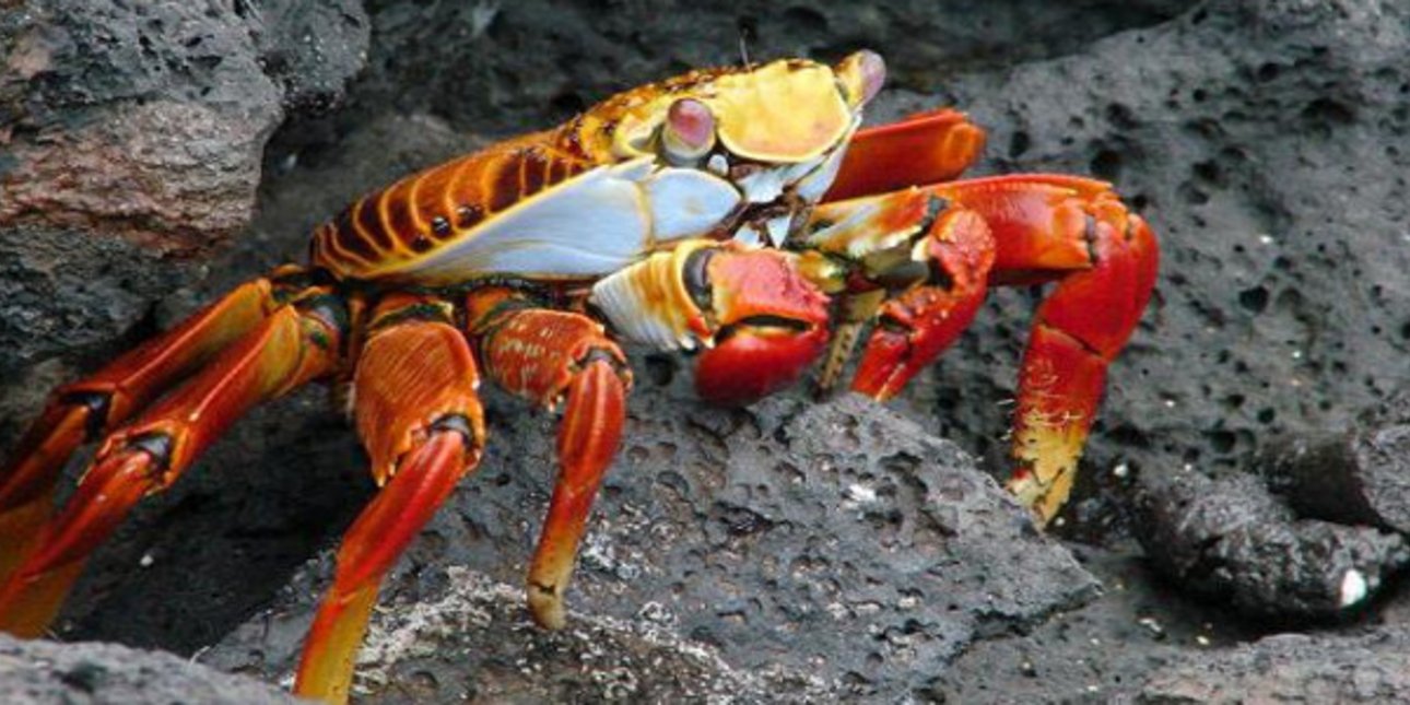 Εντυπωσιακά καβούρια που δε θα δείτε ποτέ απο κοντά [εικόνες ...