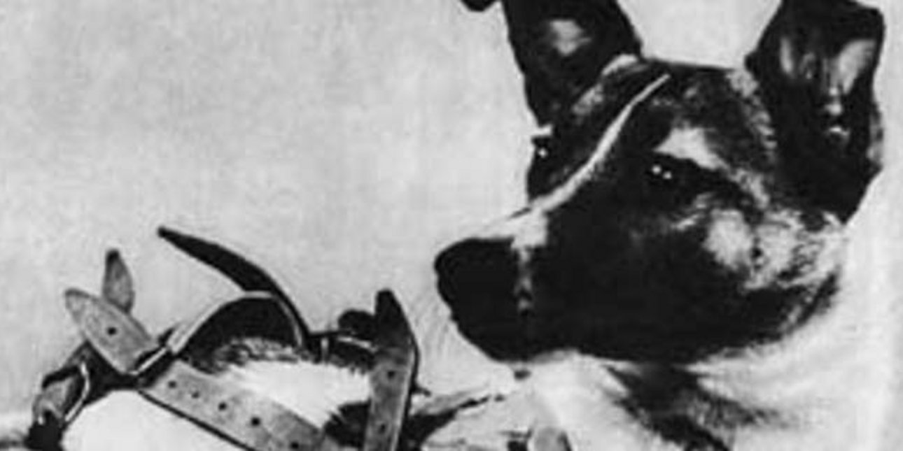 60 χρόνια από το θάνατο της Λάικα -Η αδέσποτη σκυλίτσα που θυσιάστηκε ...
