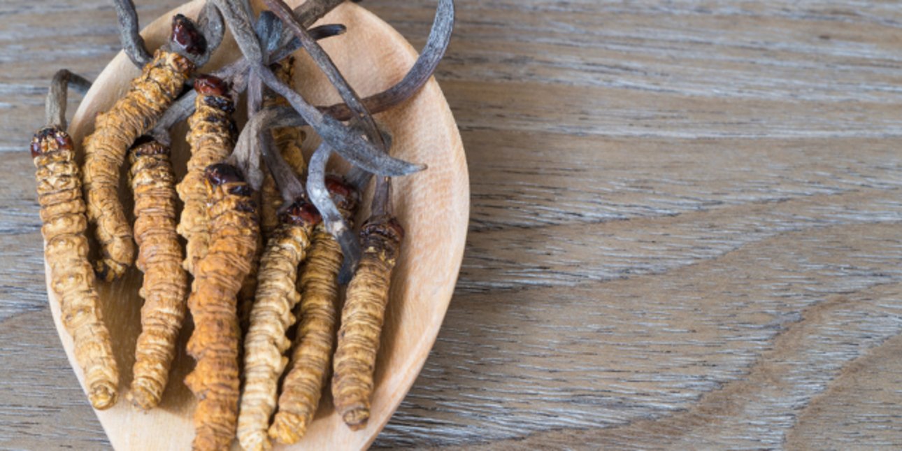 Yarsagumba: Το «βιάγκρα των Ιμαλαΐων» -Πωλείται 100 δολάρια το ...