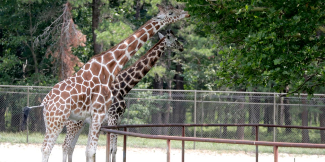 Γιατί οι καμηλοπάρδαλεις έχουν αυτό το ασυνήθιστο σχέδιο στο δέρμα τους ...