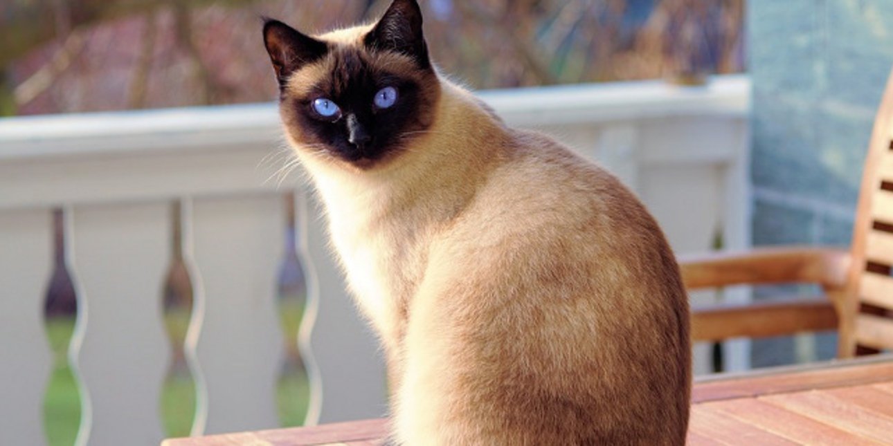 Καλλιστεία γάτας: Σπάνιες γάτες από 22 φυλές [εικόνες] - iefimerida.gr