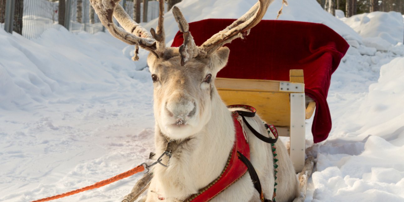 Ρούντολφ το Ελαφάκι: Η θλιβερή ιστορία πίσω από τον πιο αγαπημένο ...