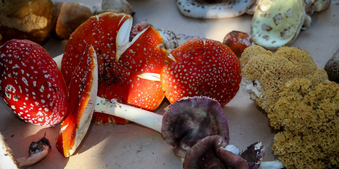 Φλώρινα: Σε μεταμόσχευση ήπατος θα υποβληθεί ο 15χρονος που ...