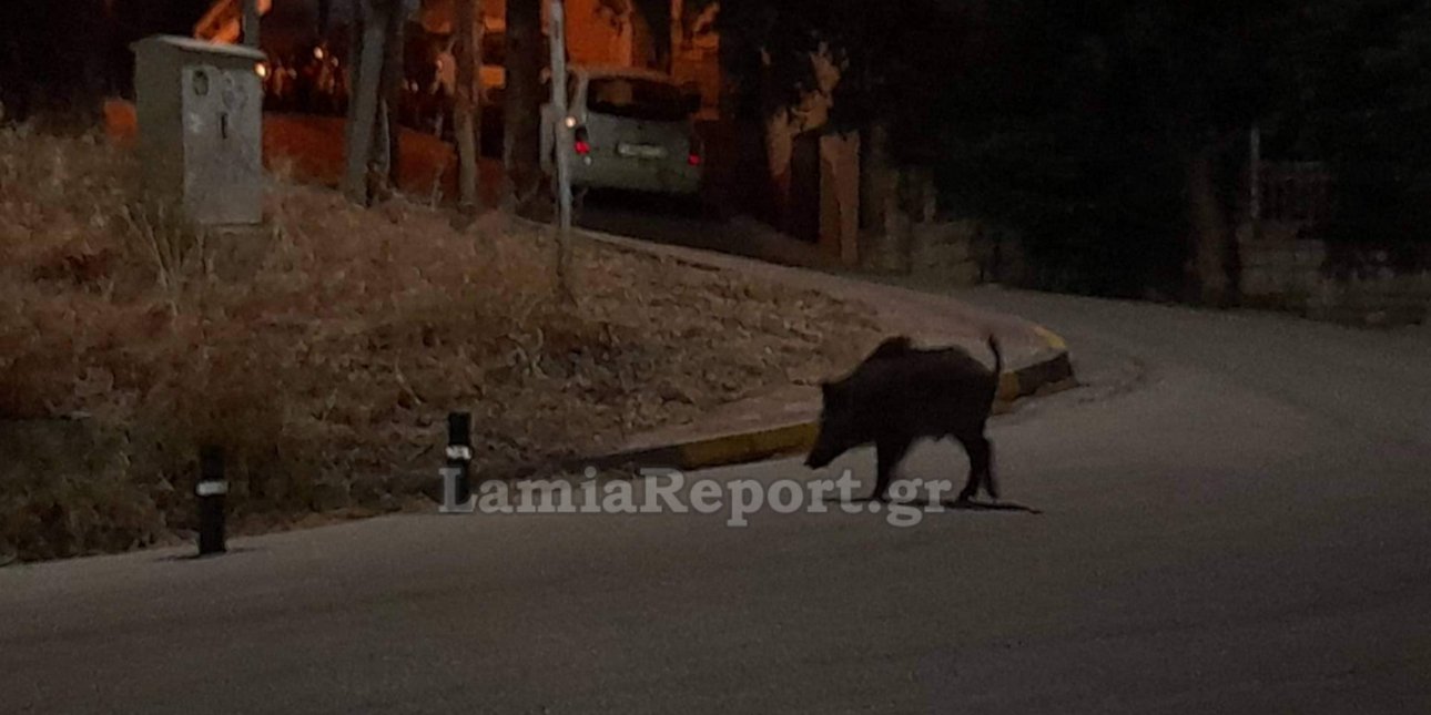 Αγριογούρουνα: Ο βραδινός «εφιάλτης» της Λαμίας και των χωριών της ...