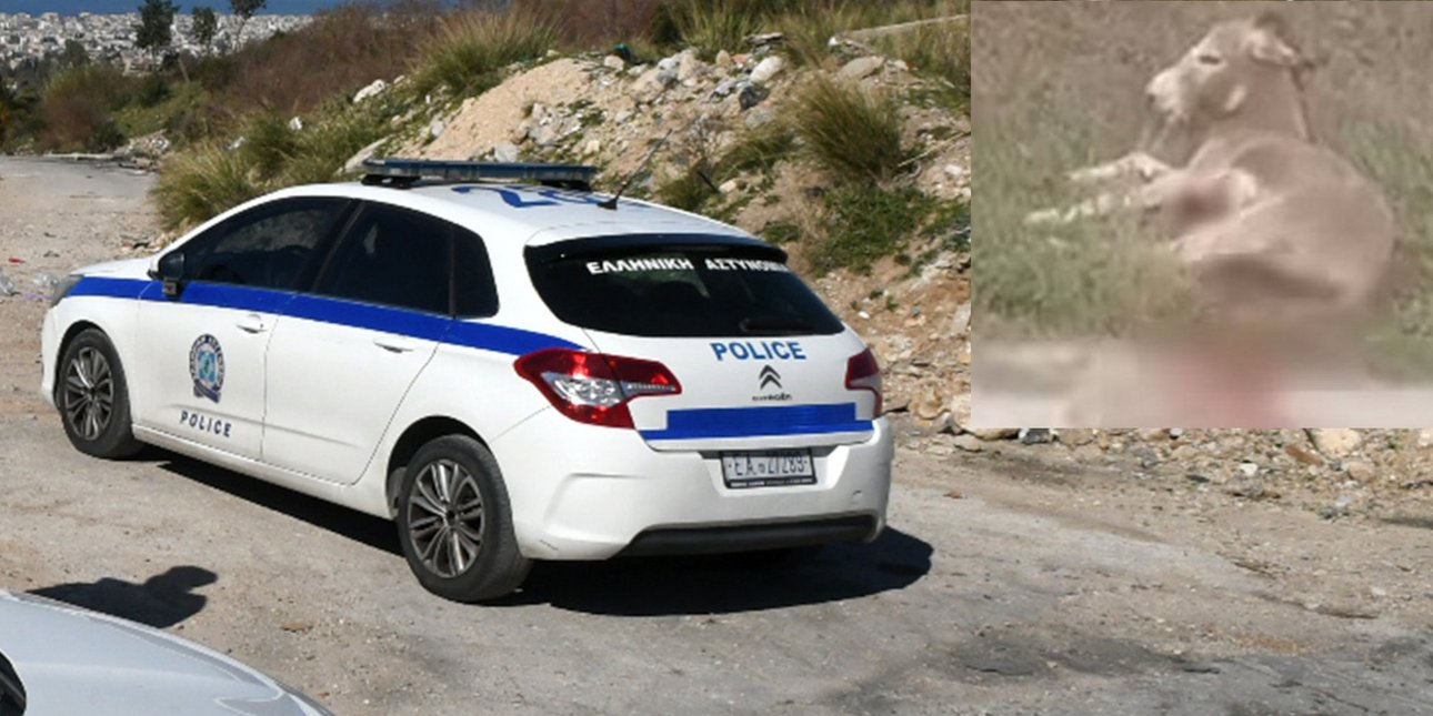 Ιωάννινα: Συνελήφθη ο αντιδήμαρχος στον δήμο Ζίτσας -Εσερνε γαΐδαρο με ...