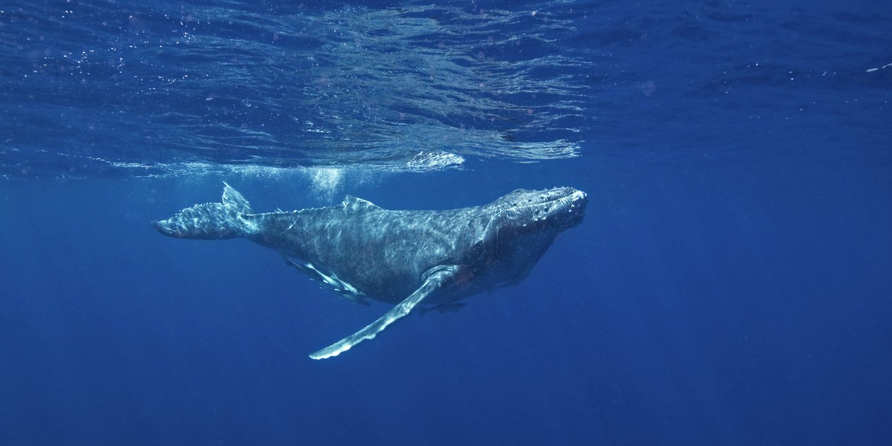 Γαλλία: Εθελοντές, λιμενικοί και επιστήμονες έσωσαν μια μεγάπτερη ...