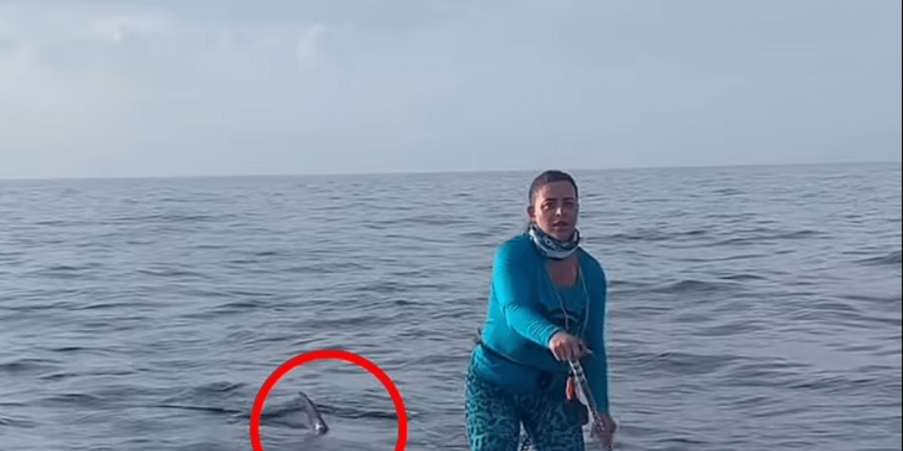 ΗΠΑ: Καρχαρίας ακολουθούσε γυναίκα που έκανε SUP -Η απίστευτα ψύχραιμη ...