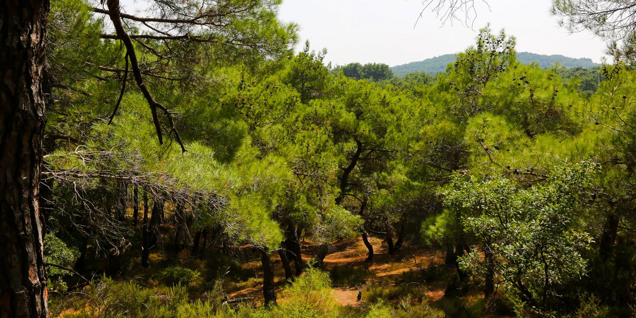 Το πρώτο Urban Micro Forest στη Θεσσαλονίκη -Αγγελούδης: Το πράσινο η ...
