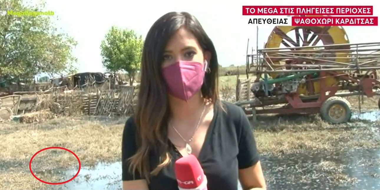 «Ένα φίδι, ένα φίδι»: H ψύχραιμη on air αντίδραση μιας ρεπόρτερ του MEGA σε πλημμυρισμένο χωράφι ...