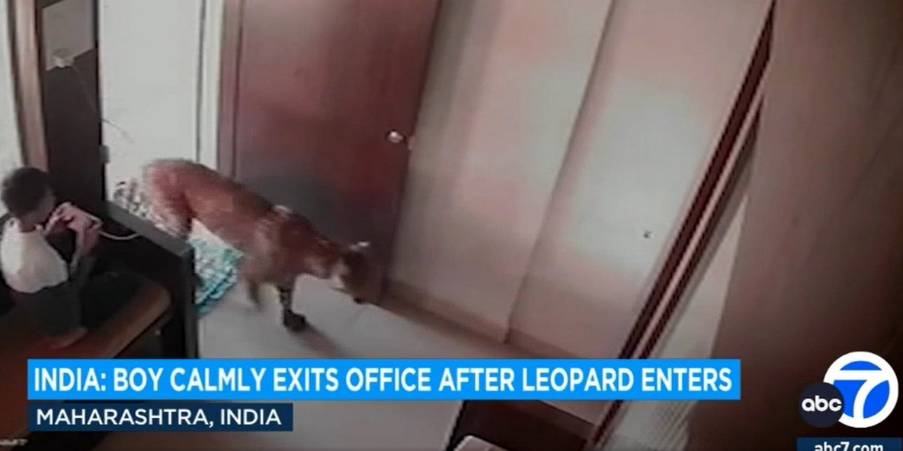 Viral έγινε 12χρονο αγόρι όταν μια λεοπάρδαλη εμφανίστηκε μπροστά του, μέσα στο γραφείο -Δείτε ...
