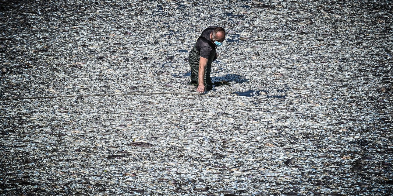 Thousands of Dead Fish Plague Volos, Greece, Triggering State of ...