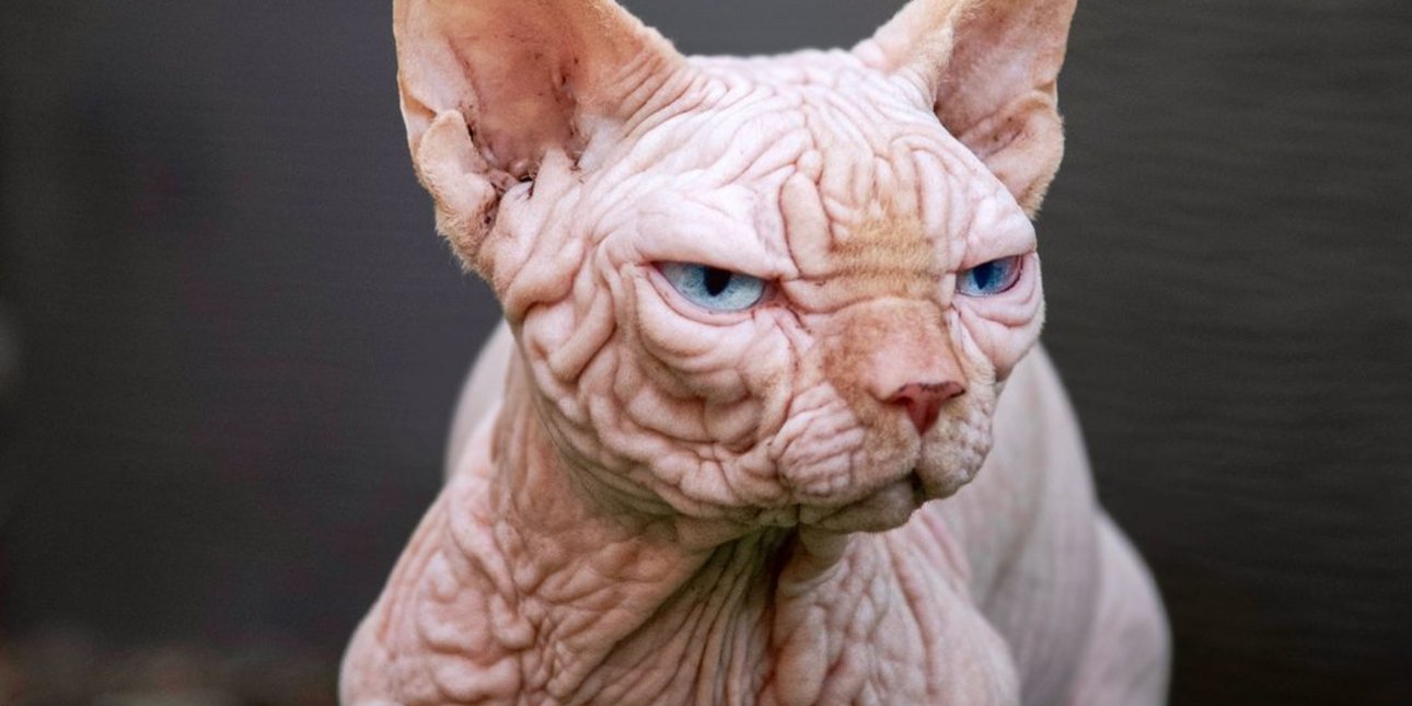 Bullycats: Τι είναι αυτή η νέα ράτσα γάτας που γίνεται μόδα -Γιατί οι ...
