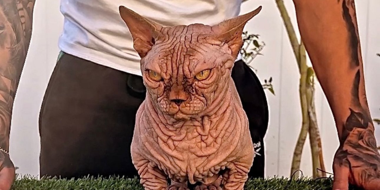 XL Bullycats: Οι άτριχες γάτες που μοιάζουν επικίνδυνες αλλά δεν είναι ...