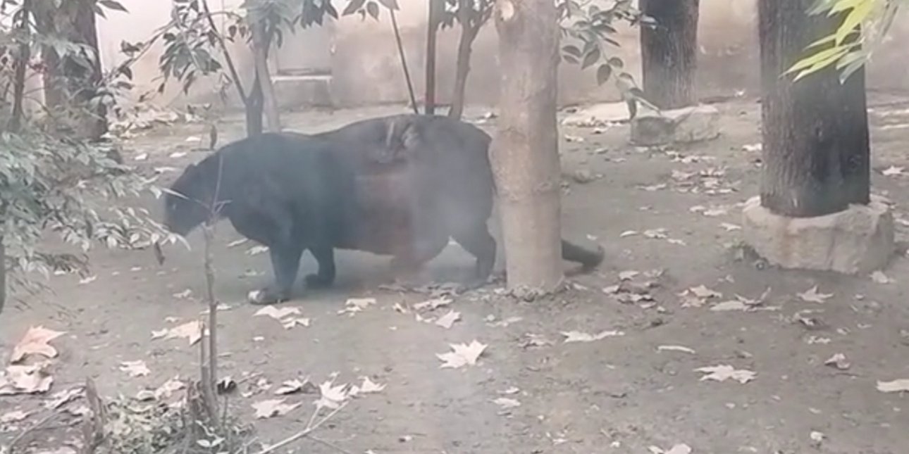 Υπέρβαρος μαύρος πάνθηρας σε ζωολογικό κήπο της Κίνας -Τον γύρο του ...