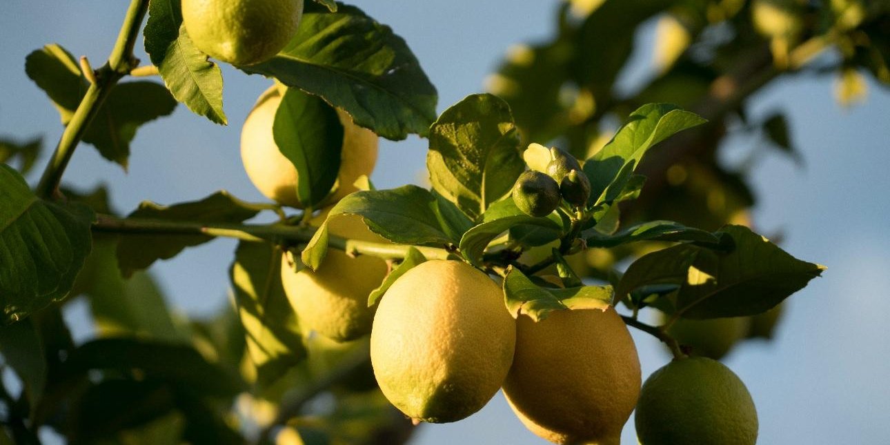 Το απίθανο κόλπο για να πολλαπλασιάσεις τη λεμονιά στον κήπο -Με ένα ...