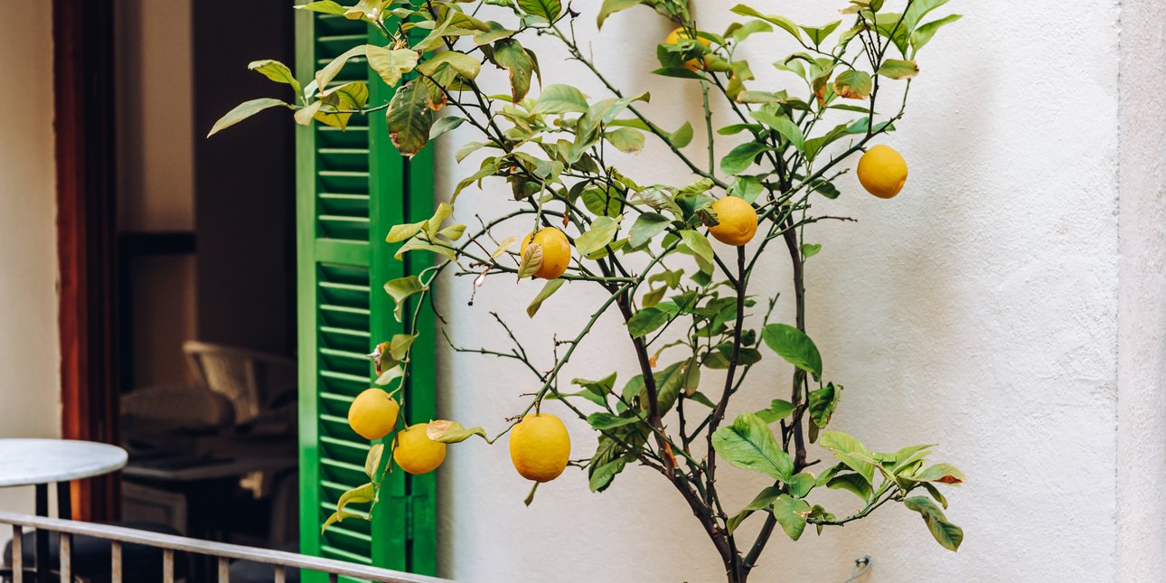 Το «θαυματουργό» μπουκάλι στη βάση της λεμονιάς -Για ποιο λόγο το ...