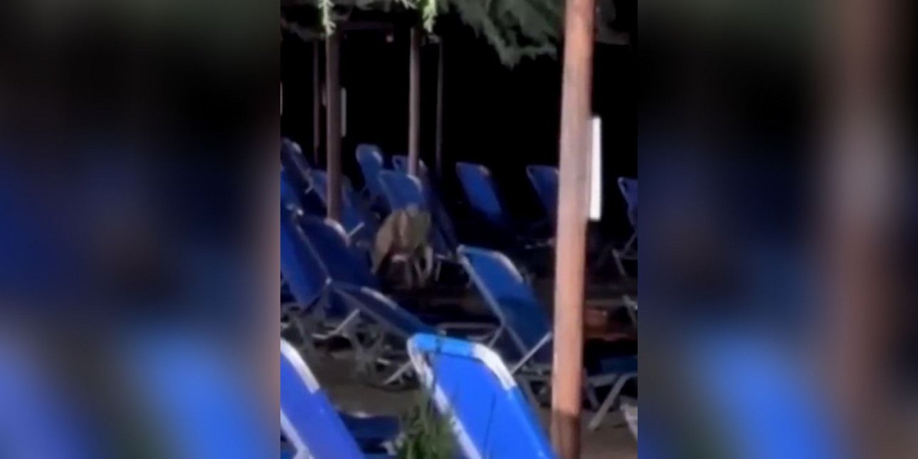 Χαλκιδική: Σε... μπιτς μπαρ επανεμφανίστηκε ο λύκος που επιτέθηκε στην ...
