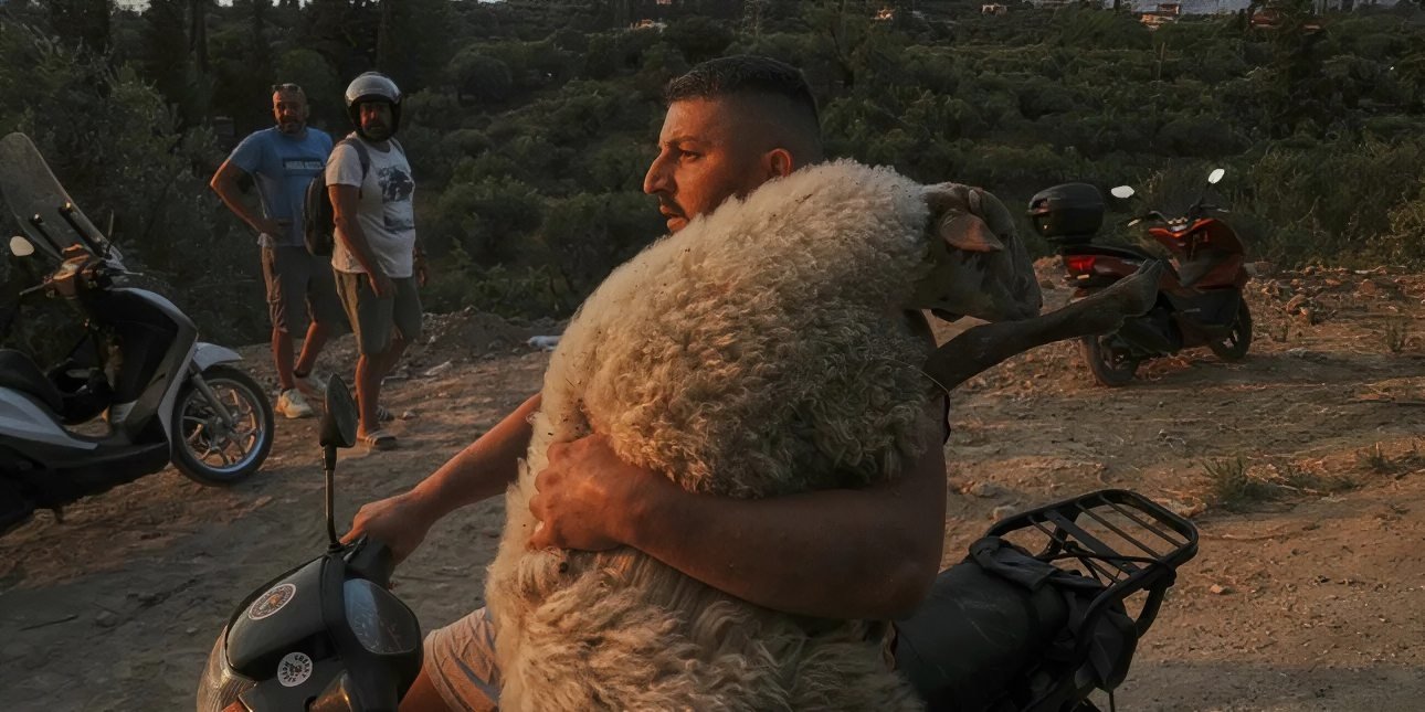 Photo of 'Good Shepherd' Saving Sheep from Greek Wildfire Goes Viral ...