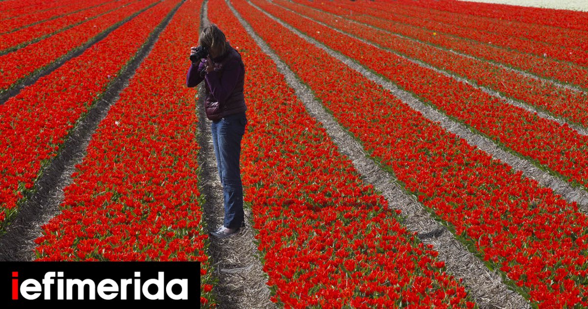 Ολλανδία: Η «κατάρα» της selfie απειλεί τις τουλίπες -Τουρίστες τις ...