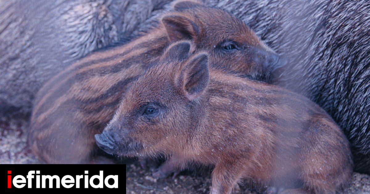 Ορεινή Ναυπακτία: Μικρά αγριογούρουνα ξεχύθηκαν στους δρόμους [βίντεο ...