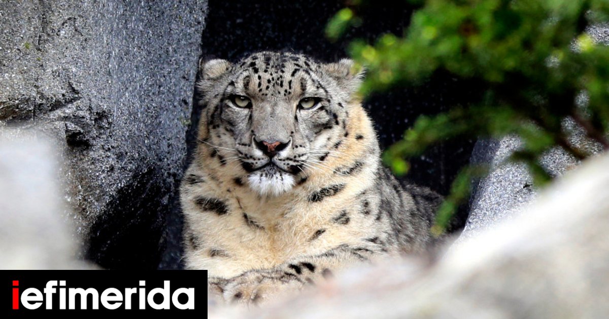 Φρίκη στη Νότια Αφρική: Λεοπάρδαλη σκότωσε ένα 2χρονο αγοράκι - iefimerida.gr