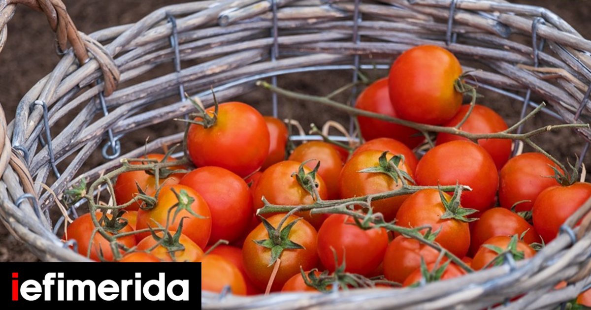 Κρήτη: Επέλαση πεταλούδων καταστρέφει τις καλλιέργειες ντομάτας ...