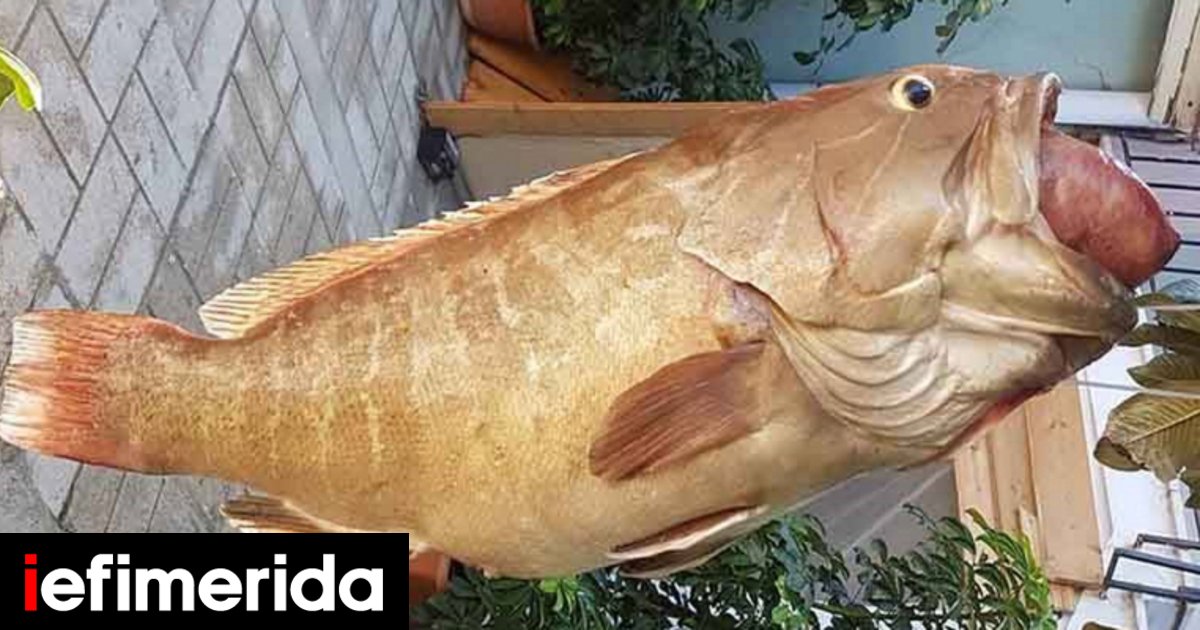 Ψαράς έπιασε σφυρίδα 17,5 κιλών -Δεν το πίστευε [εικόνα] - iefimerida.gr