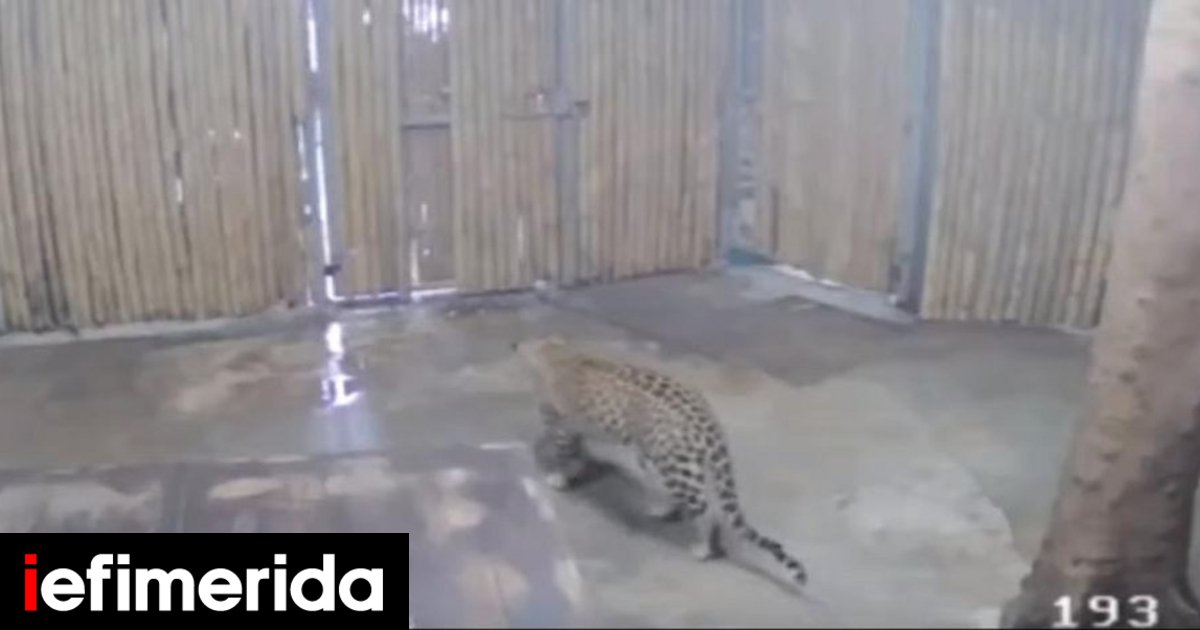 Ταϊλάνδη: Αφησαν την πόρτα του κλουβιού λεοπάρδαλης ανοιχτό και αυτή επιτέθηκε σε αγόρι δύο ετών ...