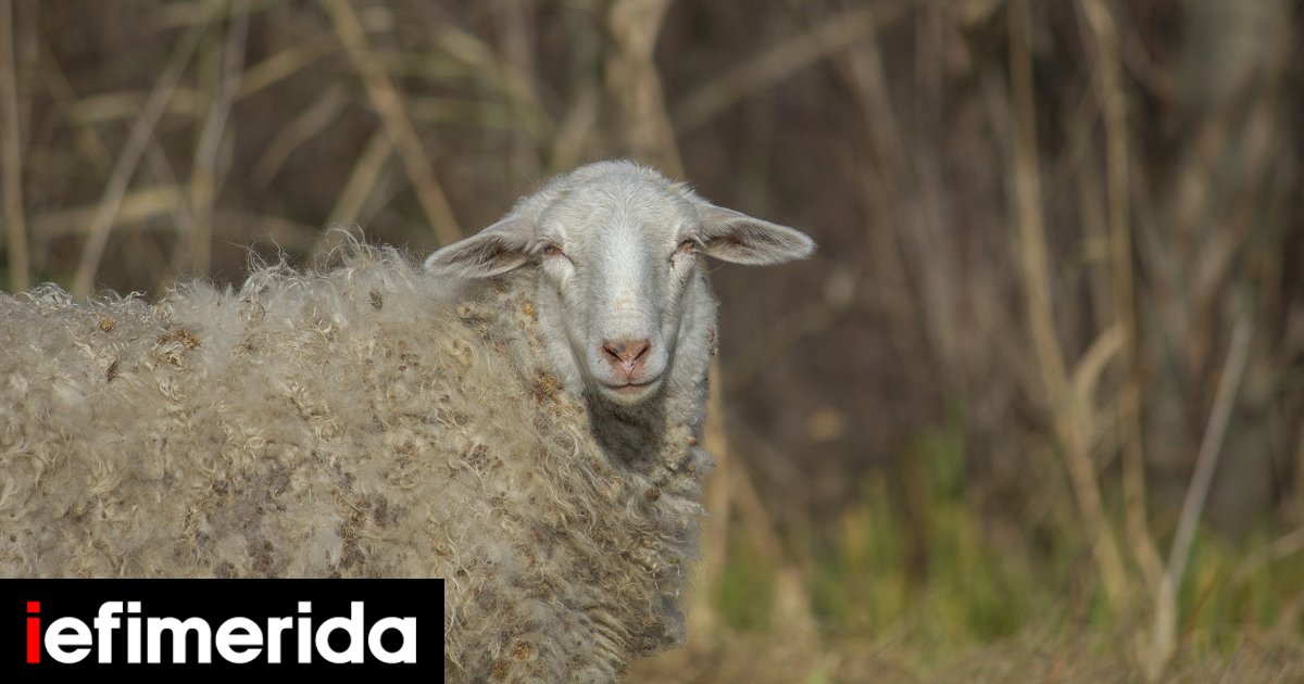 Μεταλλαγμένα πρόβατα ανατράφηκαν για την καταπολέμηση της νόσου Μπάτεν ...