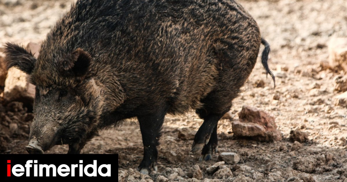 Θεσσαλονίκη: Δεκάδες αγριογούρουνα έκαναν τη βόλτα τους στο Πανόραμα ...