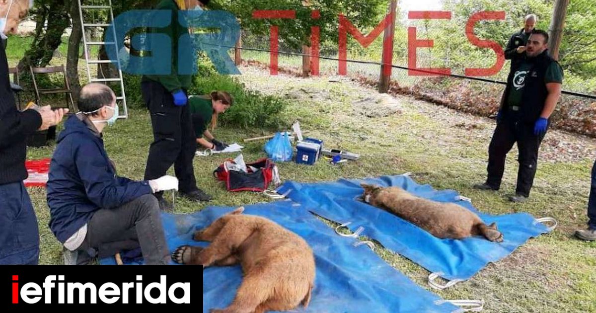 Αρκτούρος: Επέστρεψαν στο φυσικό τους περιβάλλον δύο αρκούδες [εικόνα ...