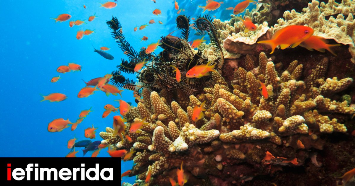 Αυστραλία: Ο Μεγάλος Κοραλλιογενής Yφαλος έχασε τα μισά κοράλλια του σε ...