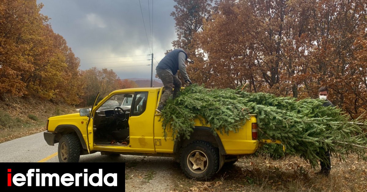 Ταξιάρχης Χαλκιδικής: Το 24ωρο των ελατοπαραγωγών -Μέχρι το ...