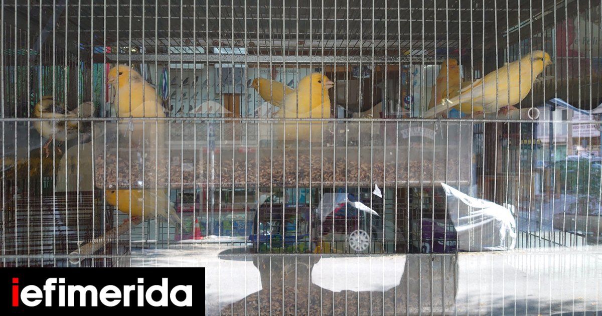 Καναρίνια σαλονιού: Τα πουλιά με το πιο μελωδικό κελάηδισμα -Τι ...