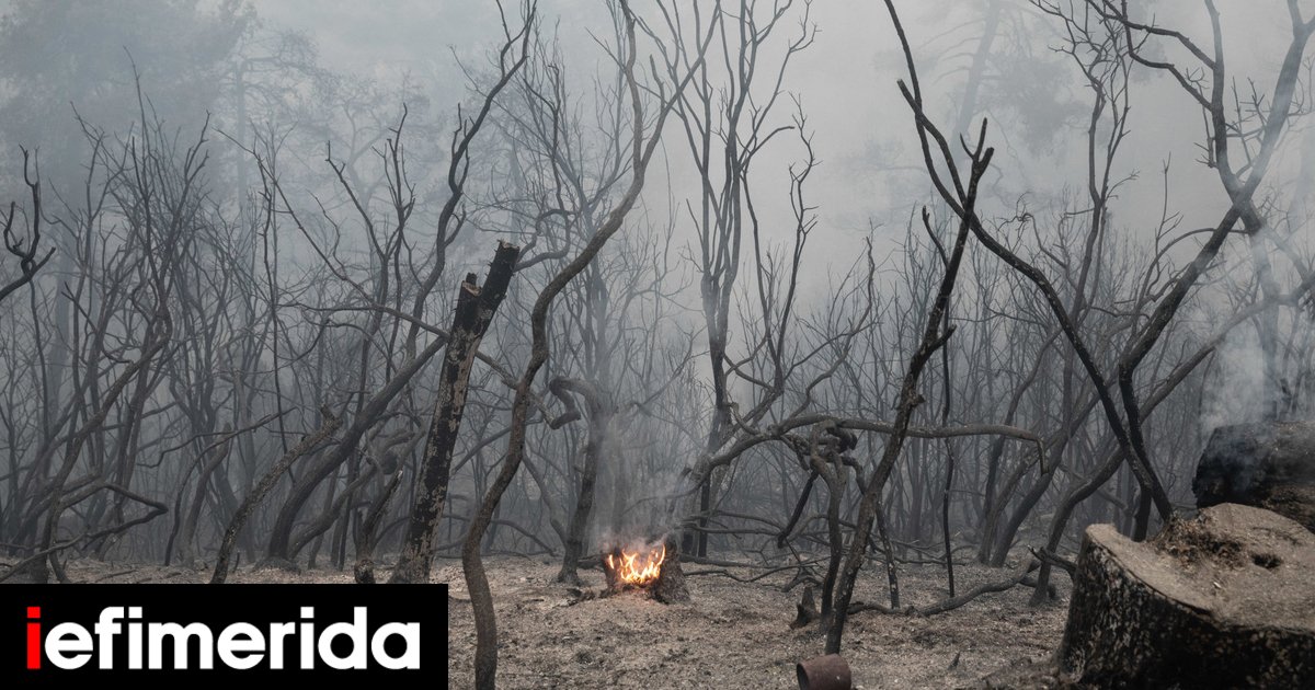 Πυρκαγιές: Οι προτάσεις της WWF Ελλάς για την επόμενη ημέρα - iefimerida.gr