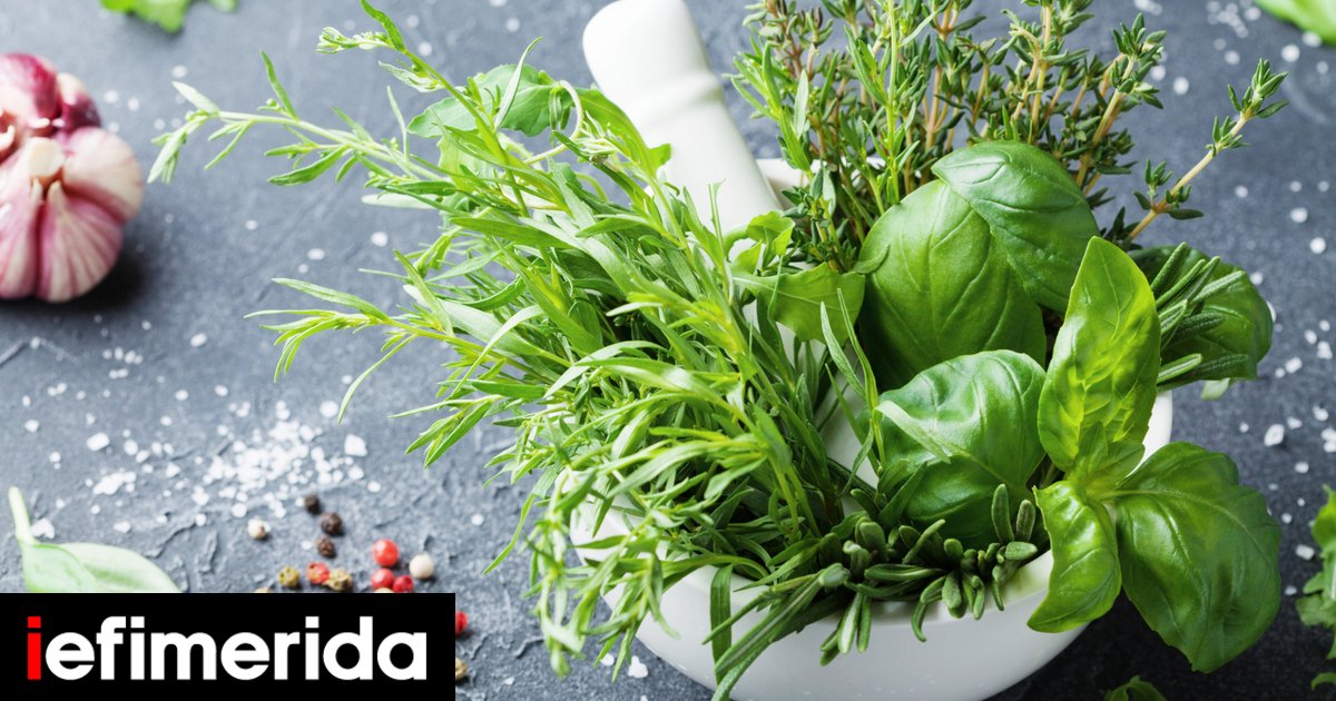 5+1 αρωματικά φυτά για να καλλιεργήσετε στο σπίτι σας - iefimerida.gr