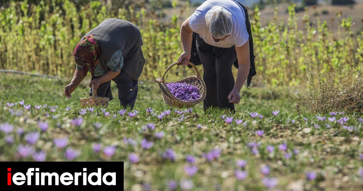 Αρχισε η συγκομιδή του κρόκου Κοζάνης: Οι ιδιαιτερότητες της συλλογής ...
