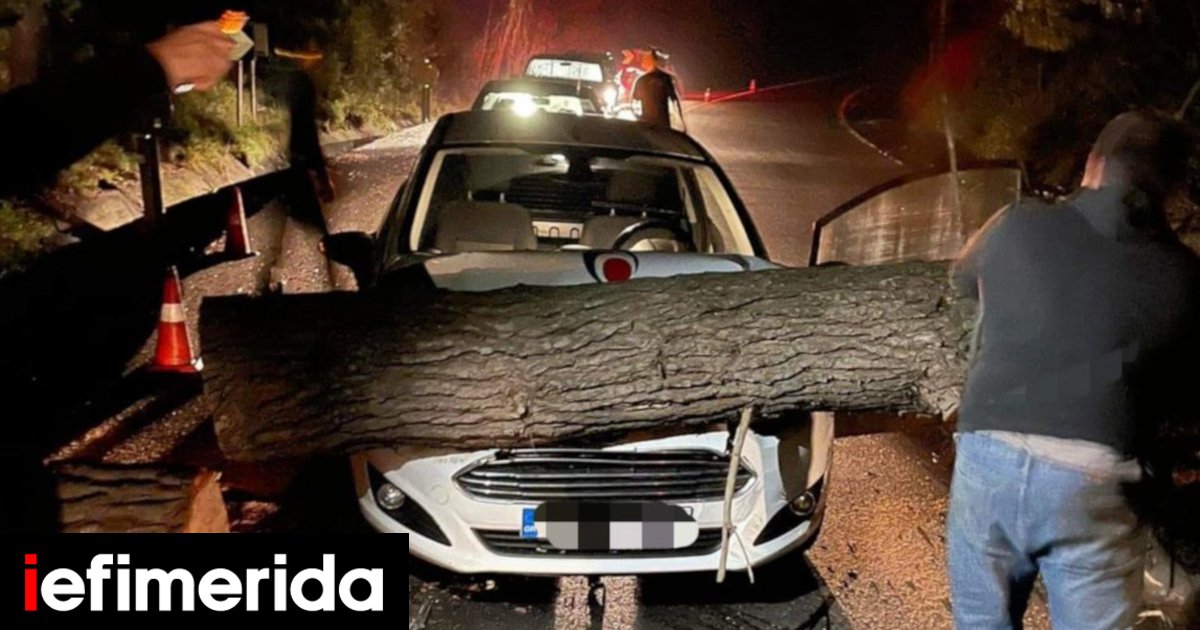 Ηλεία: Δέντρο έπεσε πάνω σε διερχόμενο αυτοκίνητο -Σαν από θαύμα σώθηκε ...