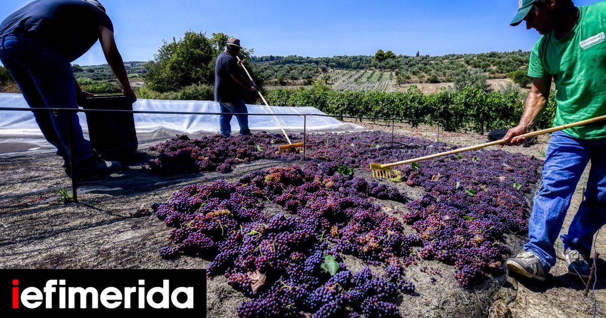 ΚΕΟΣΟΕ: Παράταση έως 15 Δεκεμβρίου για τις δηλώσεις συγκομιδής ...