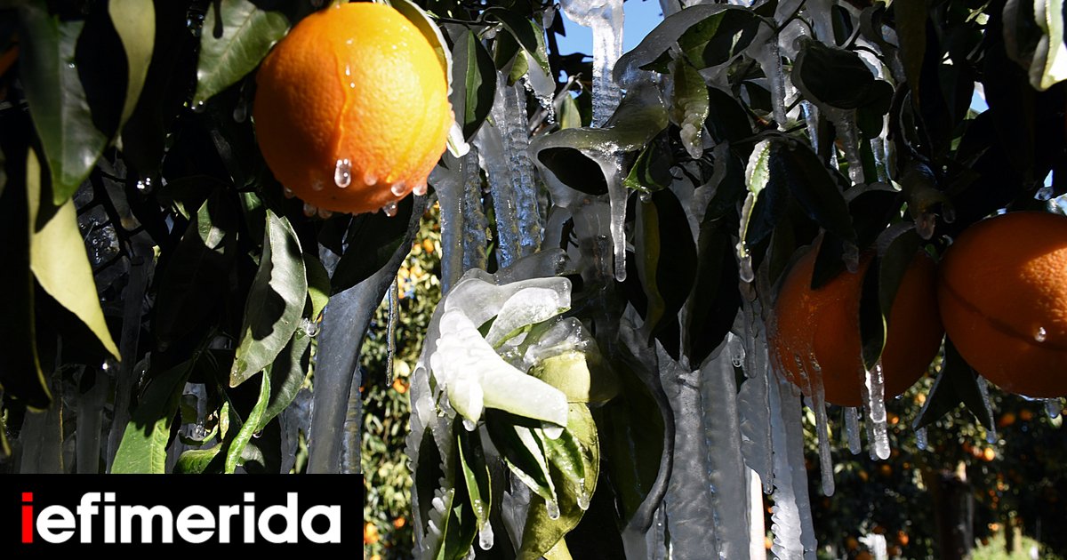 ΥΠΑΑΤ: Αποζημίωση 0,22 ευρώ για τους παραγωγούς πορτοκαλιών που ...