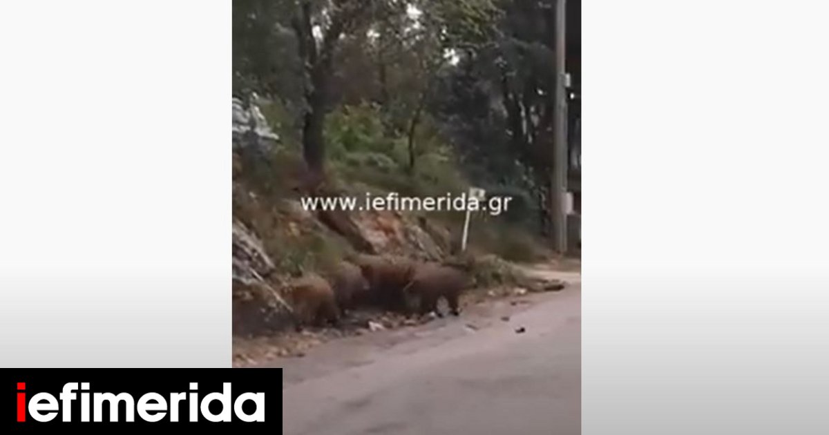Τα αγριογούρουνα εμφανίστηκαν ξανά στην Εκάλη -«Μπαίνουν στις αυλές των ...
