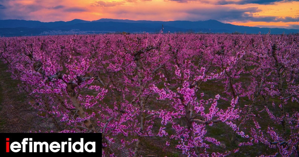 Βέροια: Άνθισαν οι ροδακινιές και βάφτηκε ροζ ο κάμπος [εικόνες ...