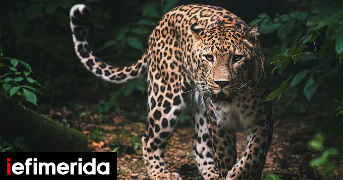 Ιράν: Πυροβόλησαν και σκότωσαν λεοπάρδαλη που επιτέθηκε σε αστυνομικό [βίντεο] - iefimerida.gr