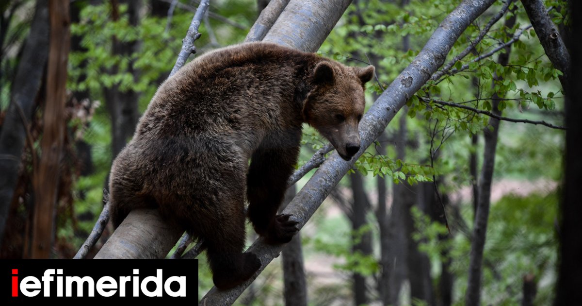 Ιαπωνία: Για πρώτη φορά, αυτόματο μηχάνημα εστιατορίου σερβίρει κρέας ...