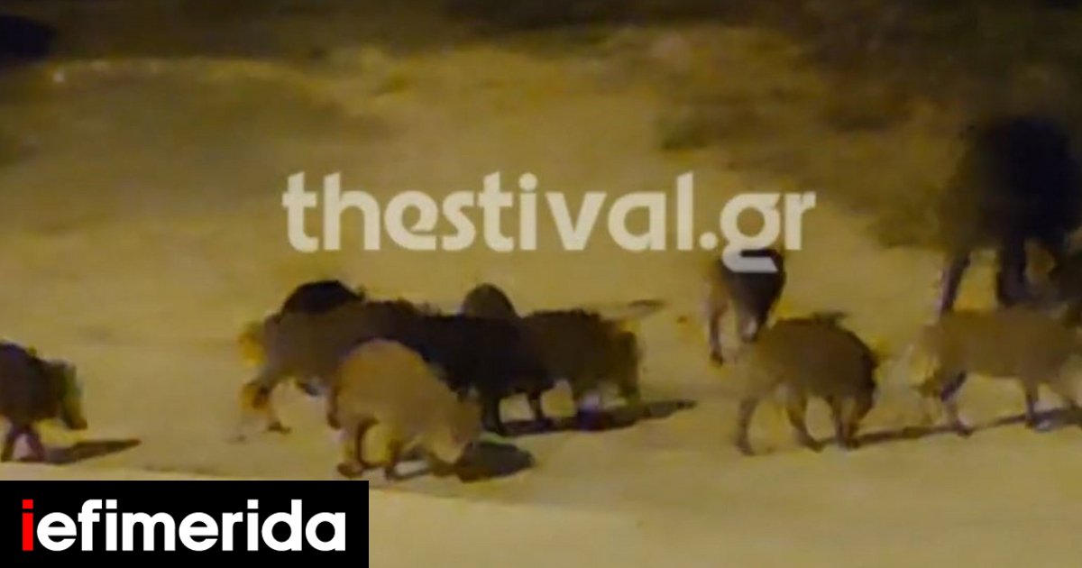 Θεσσαλονίκη: Αγριογούρουνα έκαναν την εμφάνιση τους στο Ρετζίκι [βίντεο ...