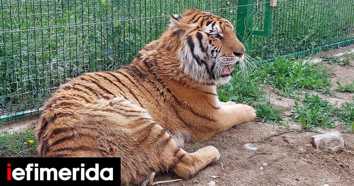 Στον ζωολογικό κήπο των Τιράνων κατέφθασαν οι τίγρεις και τα λιοντάρια ...