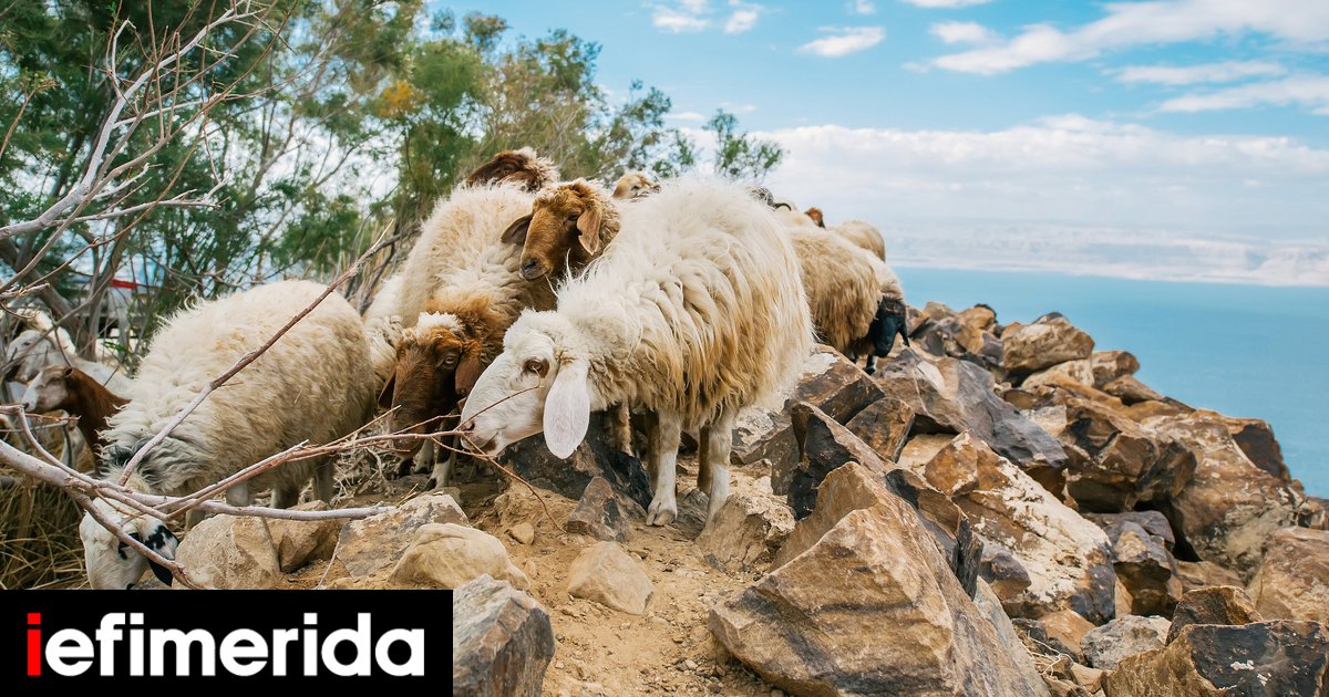 Μέτσοβο: Κεραυνός σκότωσε κοπάδι με 50 πρόβατα - iefimerida.gr