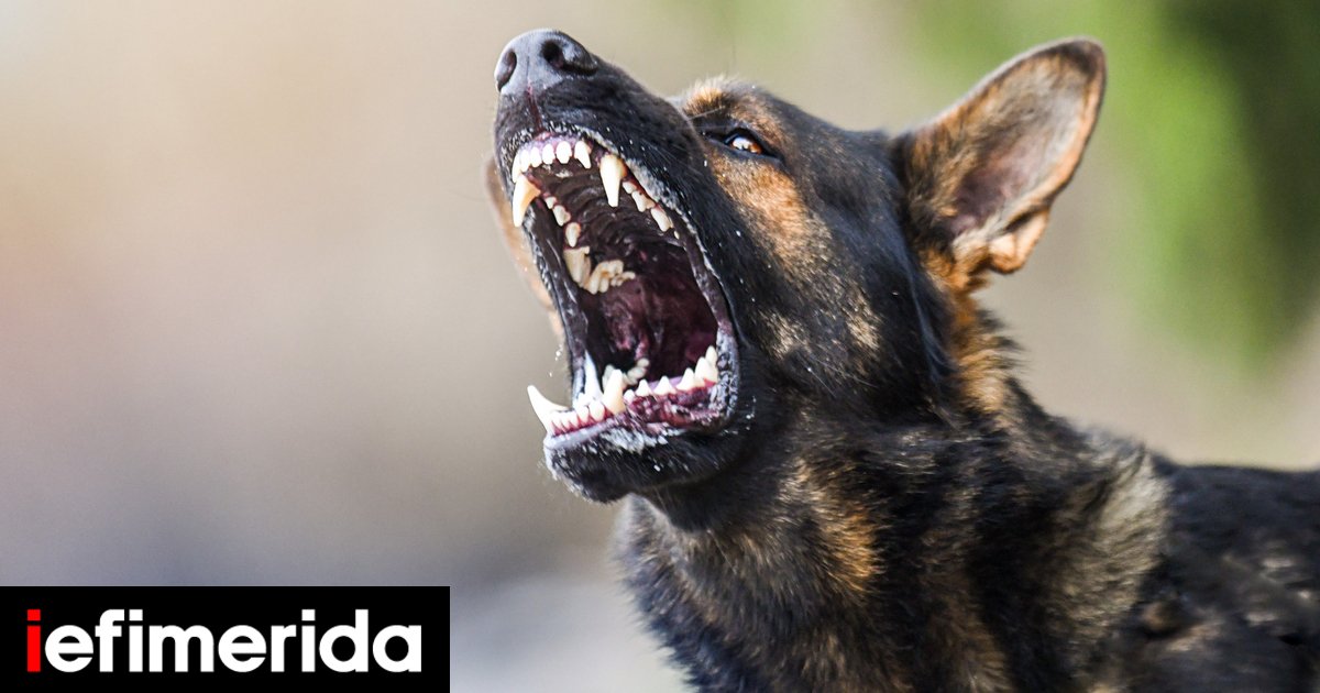 Λαμία: Άγρια επίθεση σκύλου σε 35χρονη -Ο ιδιοκτήτης εξαφανίστηκε, αλλά ...