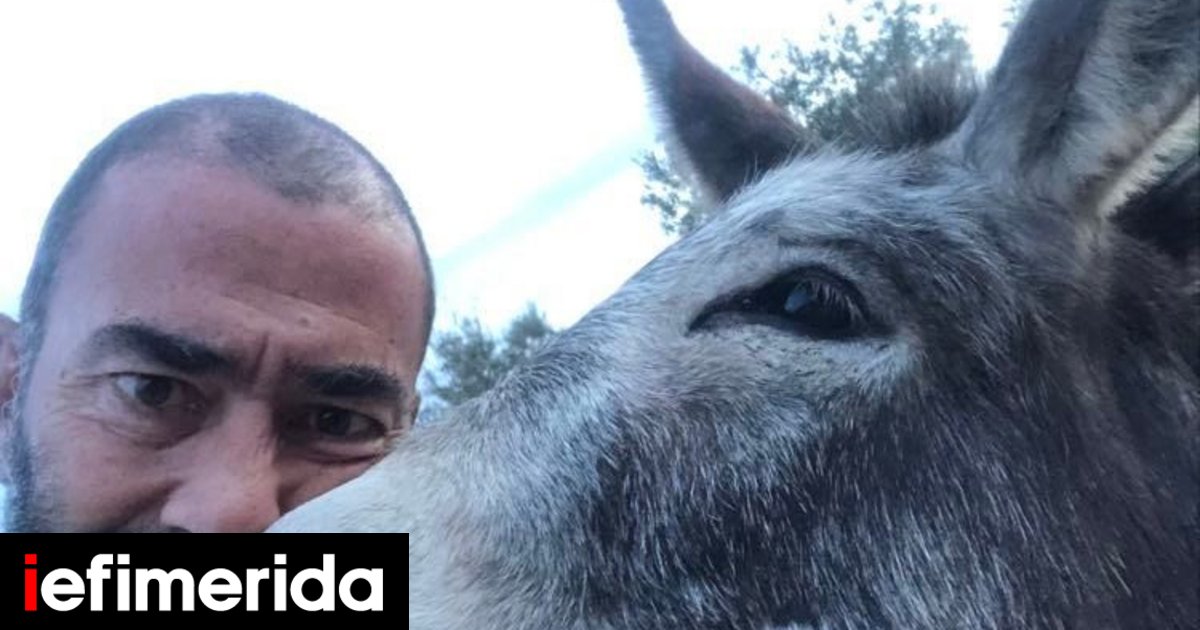 Γαϊουροχώρα: Ενα υπέροχο κτήμα στην Αττική, με 15 γαϊδουράκια, που ...